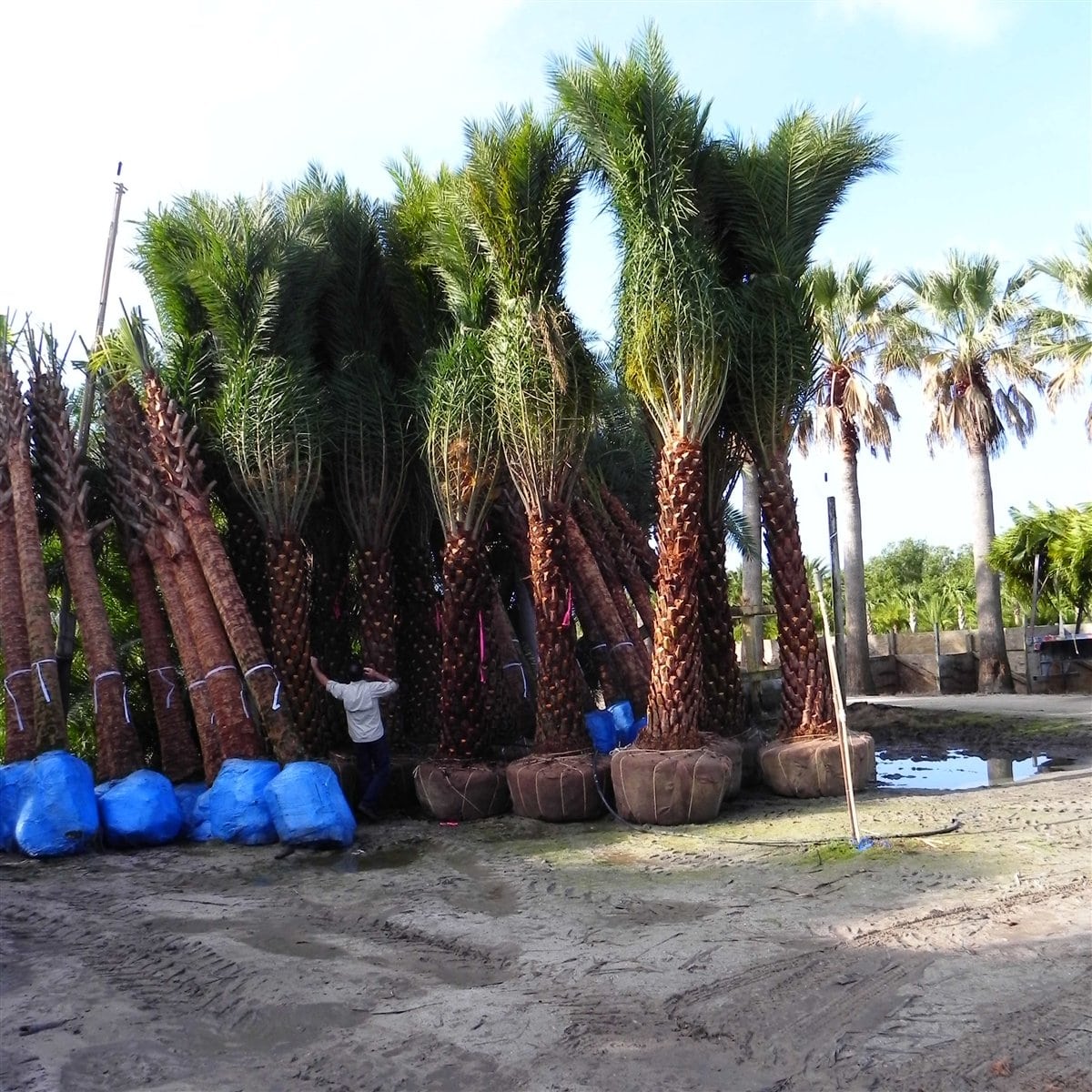 Palm Trees For Sale Eagle Palms 'Trachycarpus Fortunei' (70cm)