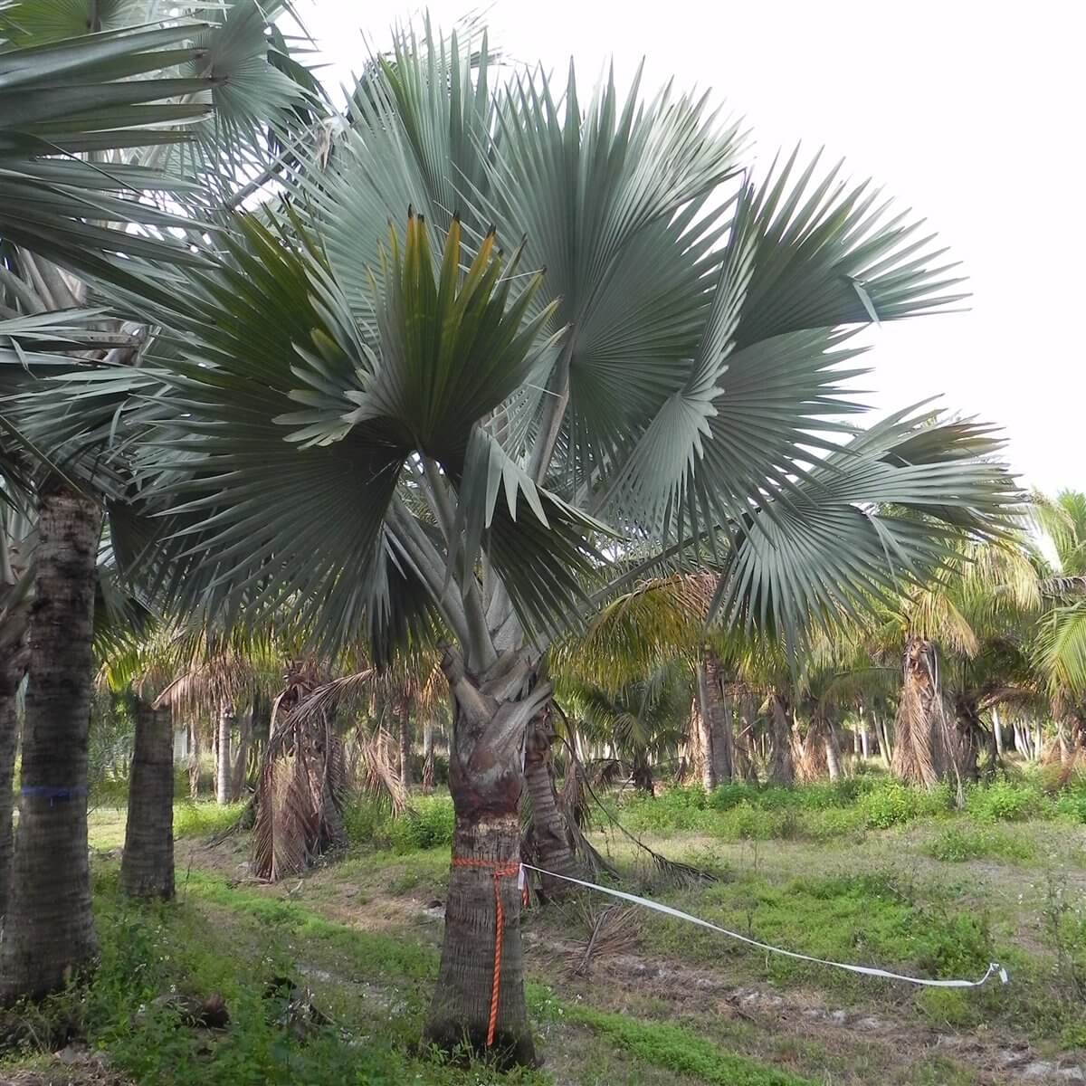 Pine Island Palm Tree Nursery | Palmco
