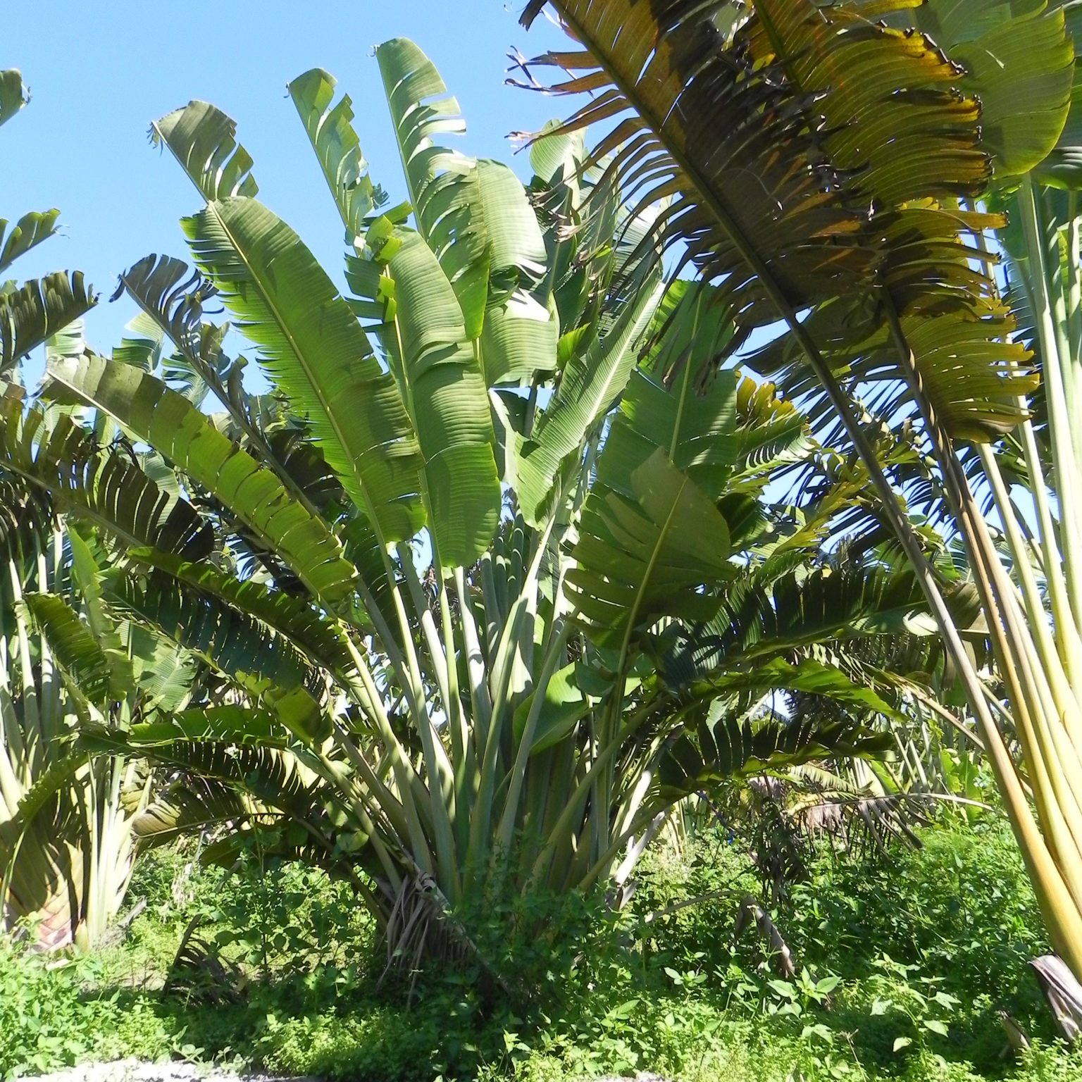 Travelers Tree | Ravenala Madagascariensis | Palmco - Wholesale Trees ...