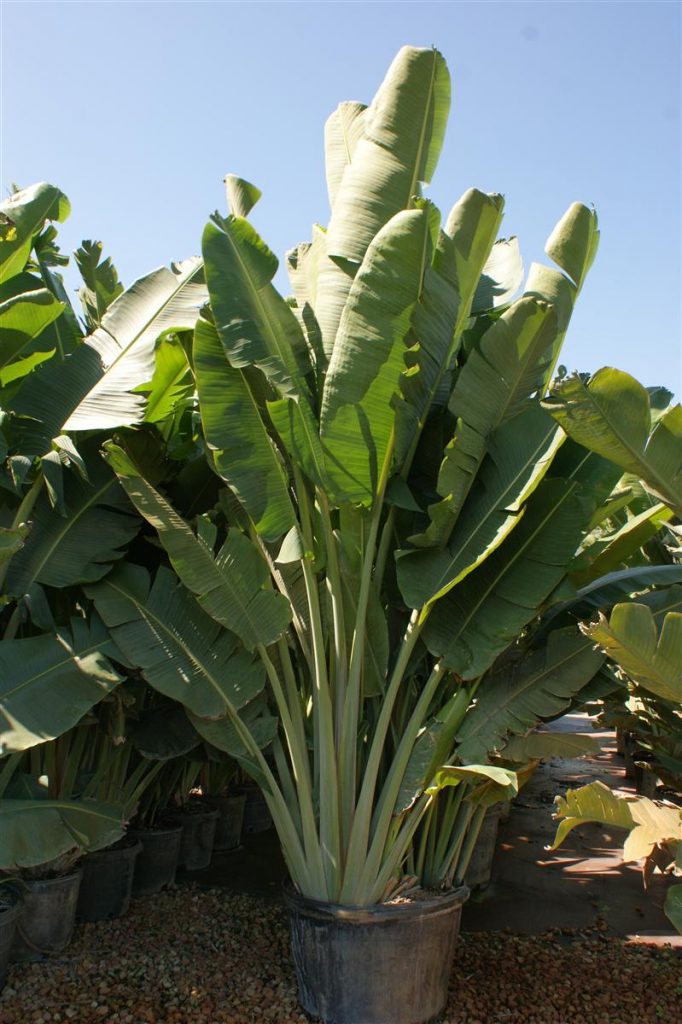 Travelers Tree | Ravenala Madagascariensis | Palmco - Wholesale Trees ...