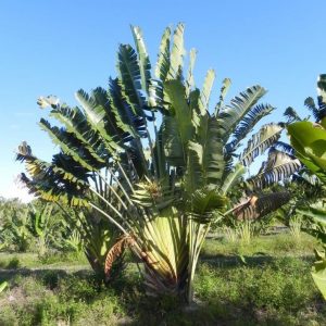 Travelers Tree | Ravenala Madagascariensis | Palmco - Wholesale Trees ...
