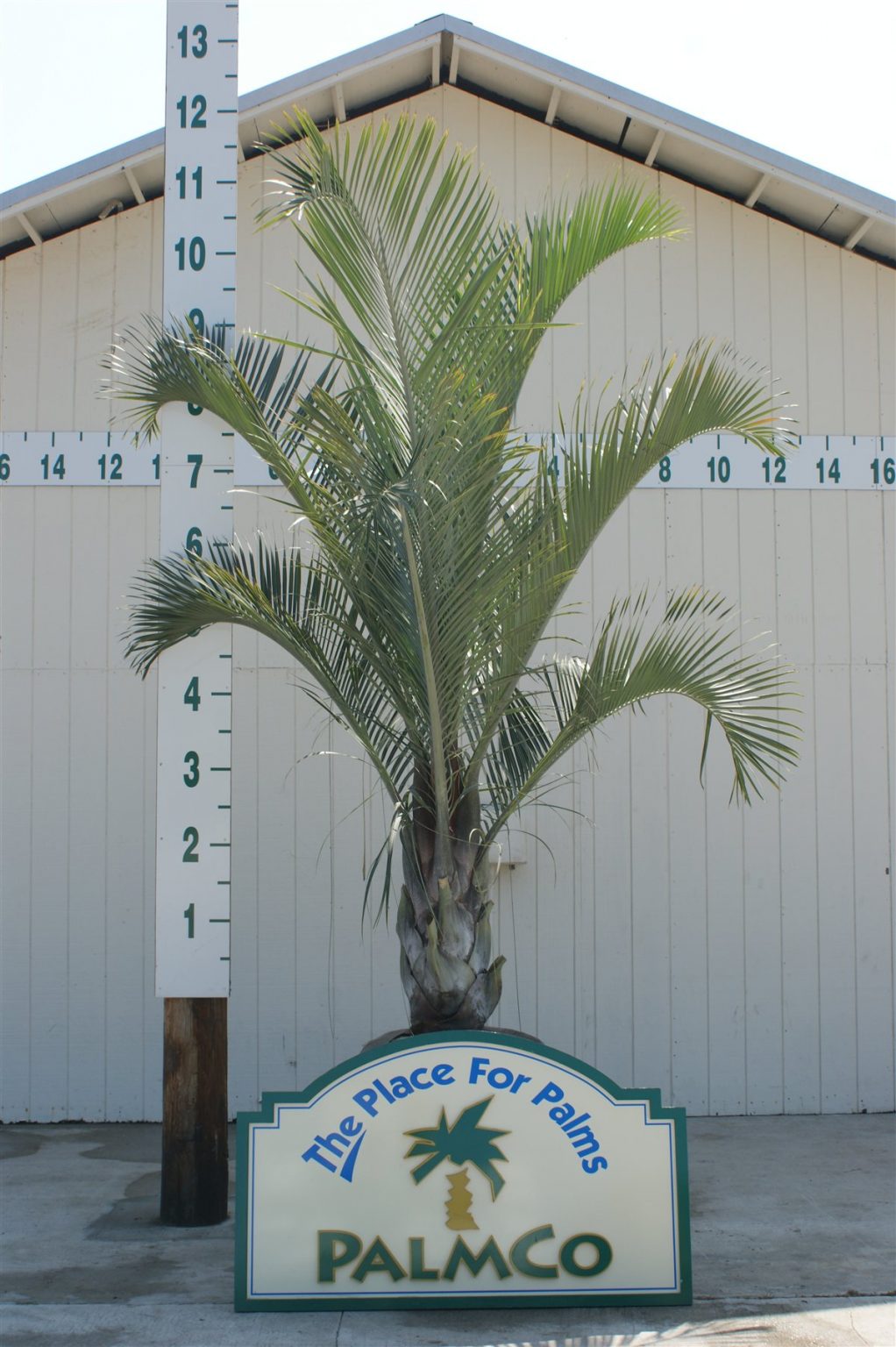 Triangle Palm | Dypsis Decaryi | Palmco - Wholesale Palms, Florida